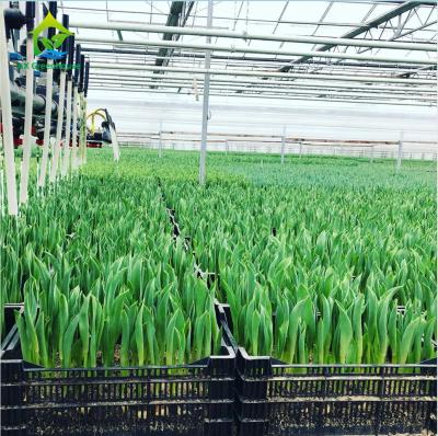 Cina Sistema idroponico Soilless agricolo delle serre NFT per il deserto tropicale in vendita