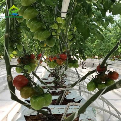 China Balcony NFT Hydroponic System for sale