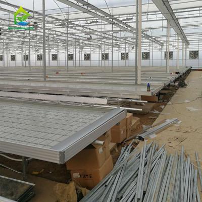 Cina Banchi di rotolamento della scuola materna della pianta di altezza dei banchi 70cm della serra idroponica dell'ABS in vendita