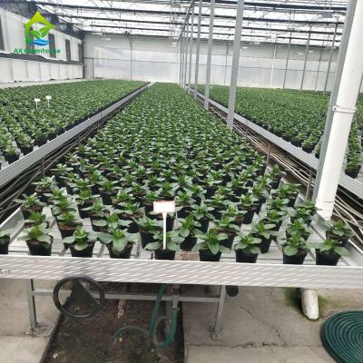 Cina Banchi di rotolamento di Eco della serra dell'inondazione della scuola materna amichevole stabile dei banchi 2.44m-20m in vendita