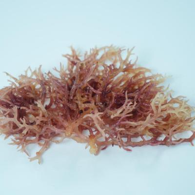 China Food Grade Carrageenan E407 Hydrocolloid with Thermoreversible Gel and Custom Formula Solutions for sale