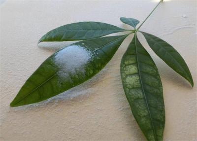 China Hochhafte, in Alkoholen lösliche feste Acrylharze für Tinte zu verkaufen