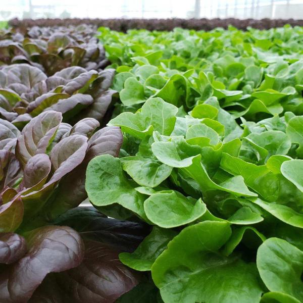 Sistema de cultivo de Nft de alta densidad plano Técnica de película nutritiva Sistema hidropónico