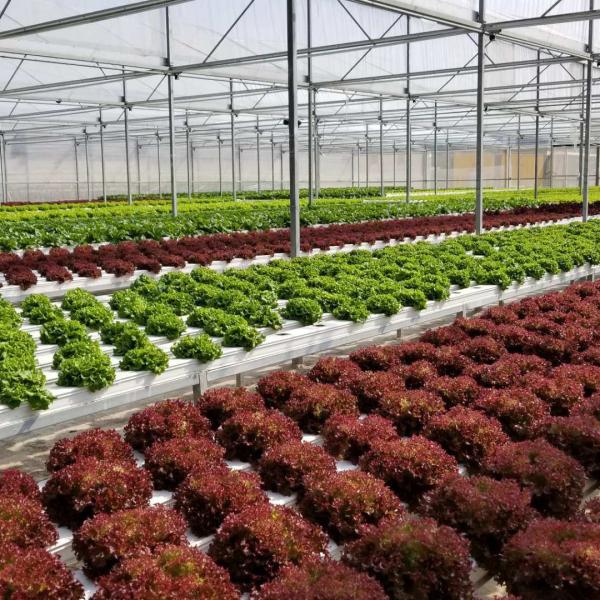 Sistema de cultivo de Nft de alta densidad plano Técnica de película nutritiva Sistema hidropónico