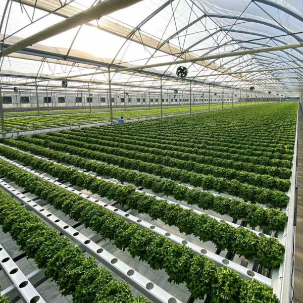 Sistema de cultivo de Nft de alta densidad plano Técnica de película nutritiva Sistema hidropónico