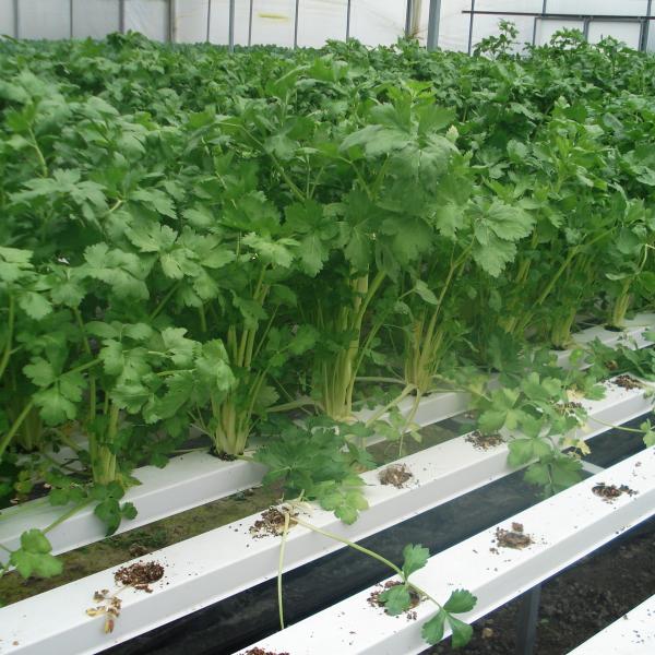 Sistema de cultivo de Nft de alta densidad plano Técnica de película nutritiva Sistema hidropónico
