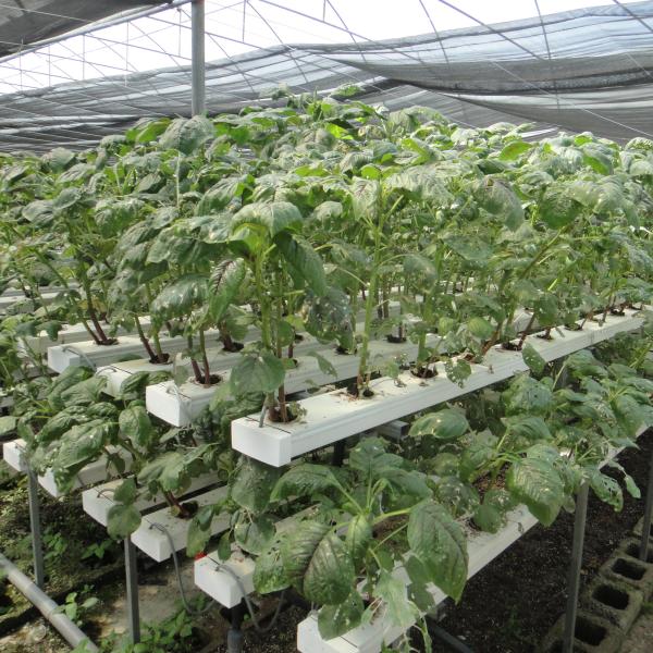 Sistema de cultivo de Nft de alta densidad plano Técnica de película nutritiva Sistema hidropónico