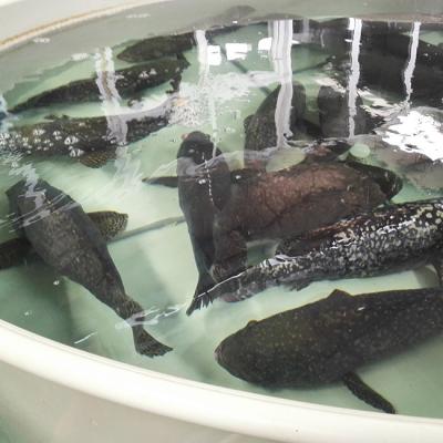 China Temperature Controllable High Density Recirculated Aquaculture System RAS Farming System for sale