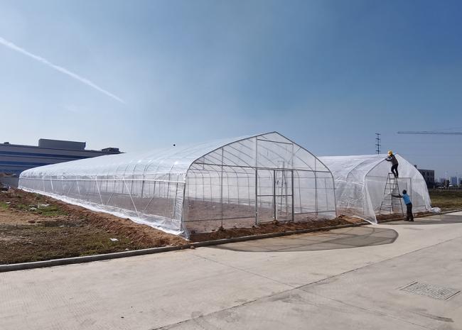 Affordable One Span Side Ventilated High Tunnel Greenhouse For Vegetables Cultivation
