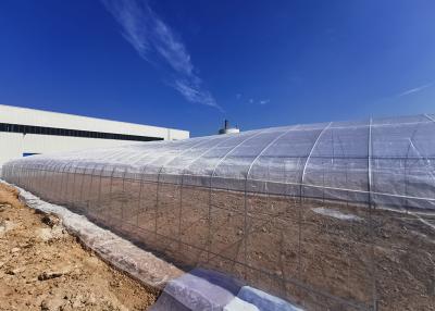 Cina 8x6 Value Greenhouse. Tempere resistente, UV-resistente per giardinaggio commerciale e domestico. in vendita