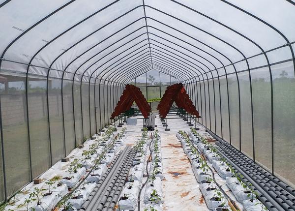 Quality Small Galvanized Greenhouse with Reinforced Plastic Film for All-Season Growing for sale