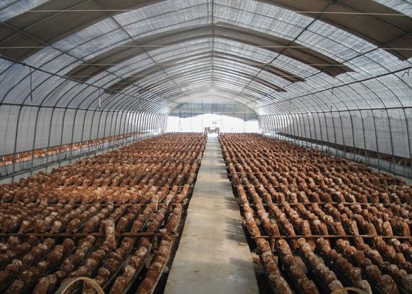 Economical Easy Install Plastic Polytunnel Greenhouse For Edible Mushroom Cultivation