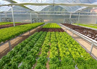 Cina Tecnica di pellicola nutriente UV migliorata per le verdure a foglia prevenire le malattie delle piante in vendita