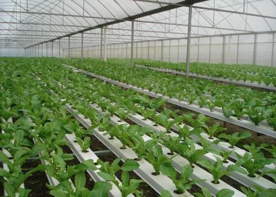 Cina Tecnica di pellicola nutriente UV migliorata per le verdure a foglia prevenire le malattie delle piante in vendita