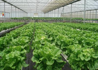 Cina Tecnica di pellicola nutriente UV migliorata per le verdure a foglia prevenire le malattie delle piante in vendita