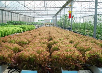 Cina Tecnica di pellicola nutriente UV migliorata per le verdure a foglia prevenire le malattie delle piante in vendita