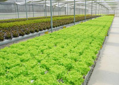 Cina Tecnica di pellicola nutriente UV migliorata per le verdure a foglia prevenire le malattie delle piante in vendita