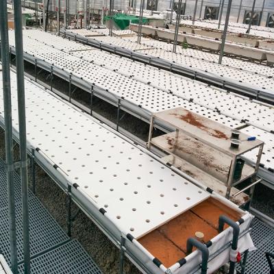 China Snelgroeiend DWC Hydroponics systeem Perfect voor snelle oogst groenten Te koop