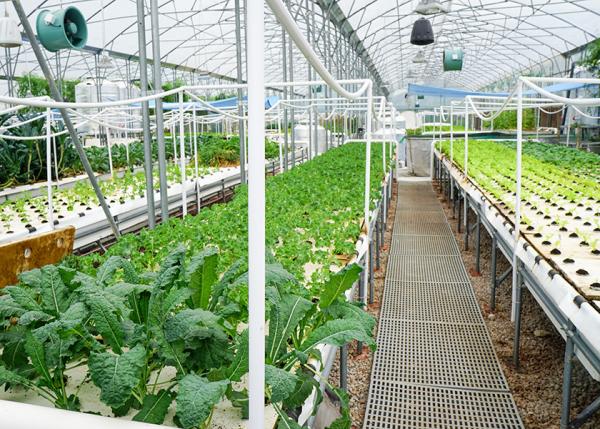 Commercial Recirculating Deep Water Culture System Customizable For Vegetable Cultivation