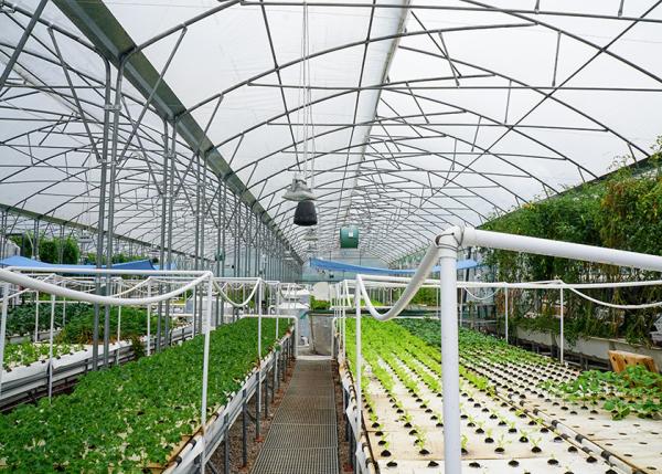Commercial Recirculating Deep Water Culture System Customizable For Vegetable Cultivation