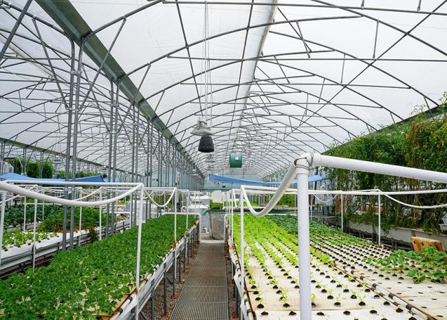 Detailed view of DWC system components including planting cups and aeration system