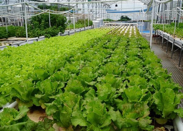 Commercial Recirculating Deep Water Culture System Customizable For Vegetable Cultivation