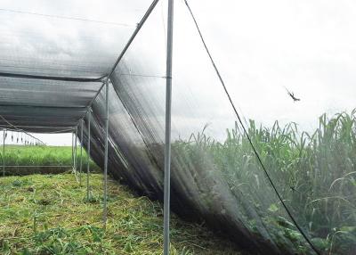 Cina Casa ombra per la protezione contro gli insetti personalizzata Serra Giardino Casa ombra in vendita