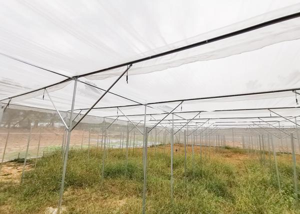 Quality Wind Resistant Insect Net House No Welding For Fruit Planting for sale