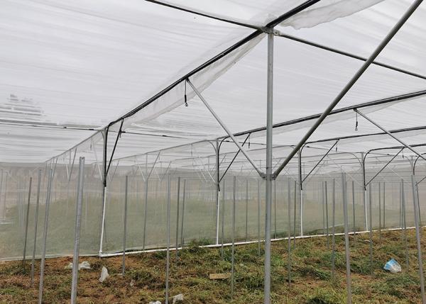 Quality Wind Resistant Insect Net House No Welding For Fruit Planting for sale