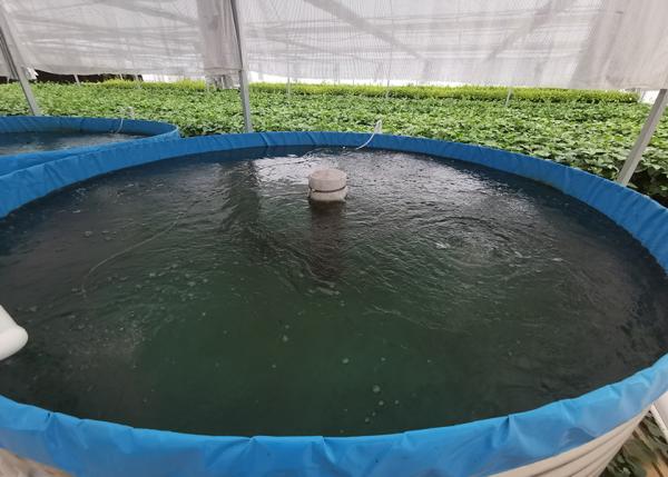 Sistema de acuicultura industrial de recirculación en interiores 7 kg/m3 Densidad de camarones 30% más rápido crecimiento