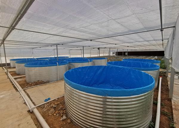 Sistema de acuicultura industrial de recirculación en interiores 7 kg/m3 Densidad de camarones 30% más rápido crecimiento