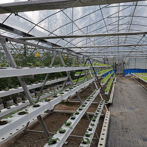 Commercieel vishydroponicsysteem aquaponics kasset voor visgroenten
