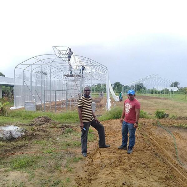 Quality Durable Poly Film Covering Single Span Greenhouse With Umbrella Style Roof Ventilation for sale