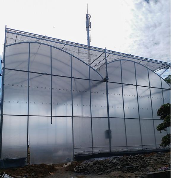 Excelente invernadero de dientes de sierra de ventilación natural con marco galvanizado y techo alto para la agricultura.