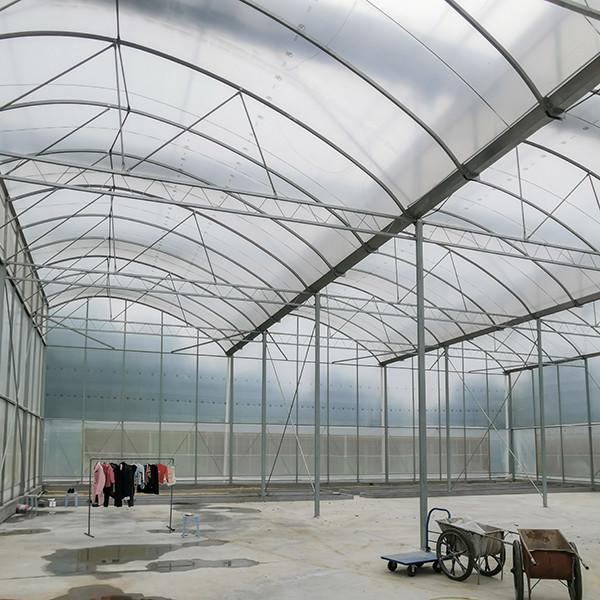 Excelente invernadero de dientes de sierra de ventilación natural con marco galvanizado y techo alto para la agricultura.