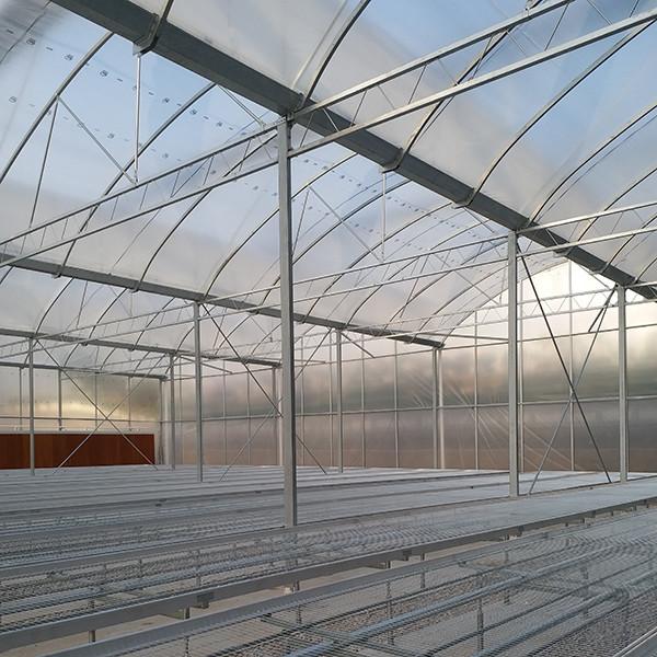 Excelente invernadero de dientes de sierra de ventilación natural con marco galvanizado y techo alto para la agricultura.