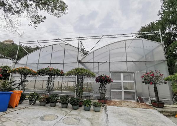 Excelente invernadero de dientes de sierra de ventilación natural con marco galvanizado y techo alto para la agricultura.