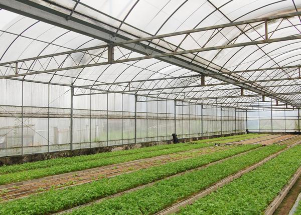 Quality 12-14m Wide Multi Span Greenhouse Corrosion Resistance For Vegetable Flower for sale