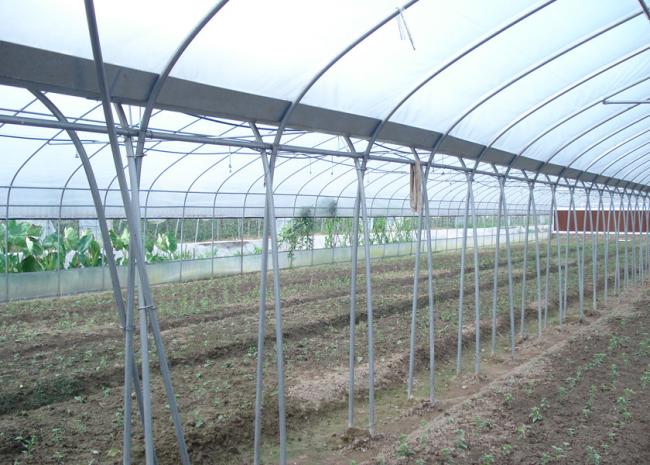 Greenhouse interior showing plant support systems and irrigation
