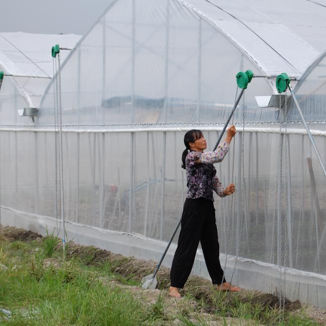 Commercial tunnel greenhouse exterior showing metal frame structure