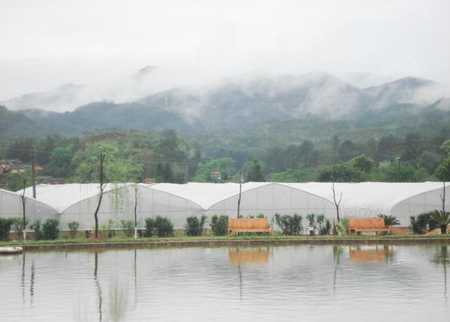 Large polyethylene multi span greenhouse with roll-up ventilation system