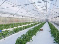 China Agricultural Commercial Multi Span Greenhouse For Arrow Drip Type Hydroponic Systems for sale