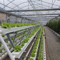 China Multi Span Greenhouse Durable Polyethylene Structure With Manual Or Motorized Roll Up Ventilation System for sale