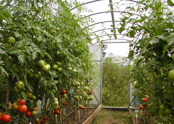 Quality Easy Installation Poly Tunnel Gardening  For Vegetables / Flowers Growing Or Seeding for sale