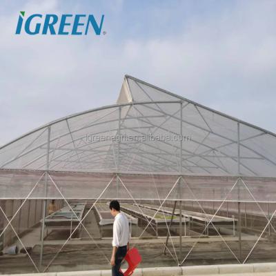China Commercial Tropical Roof Vent Single-span Large Greenhouses Hot Dipped Galvanized Steel Film Cover for Tomato Lettuce Pepper for sale