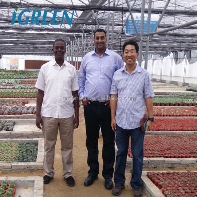 China 2m Column Commercial Vegetable Greenhouse with Rain Gutter for sale