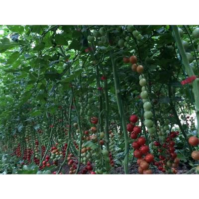 China Garden Hydroponic Intelligent Vertical Farming Home Hydroponic Growing System for sale