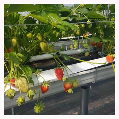 China Vertical Strawberry Growing Trough with Galvanized Steel Plate and Drip Irrigation System for Customizable Hydroponic Cultivation for sale