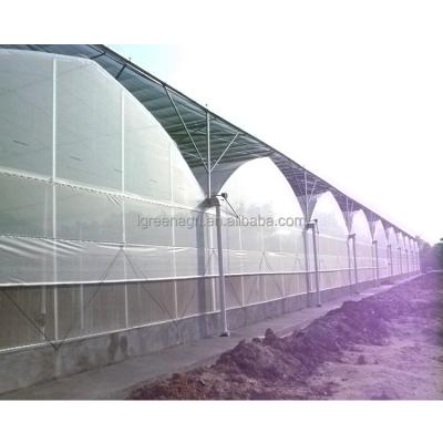 China Film Greenhouse Turnkey Project Tomato Greenhouse Single Layer Large Size PE Material for sale