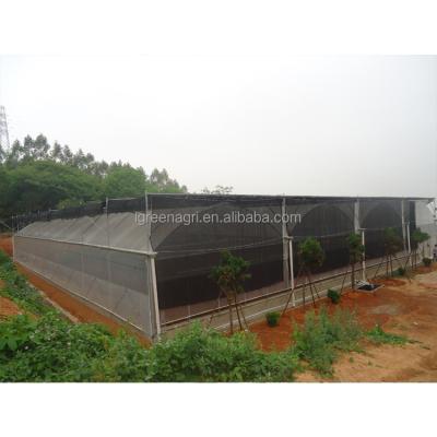 China Large Multi-Span PE Film Greenhouse with Single Layer for Hydroponic Tomato Plant Growth for sale
